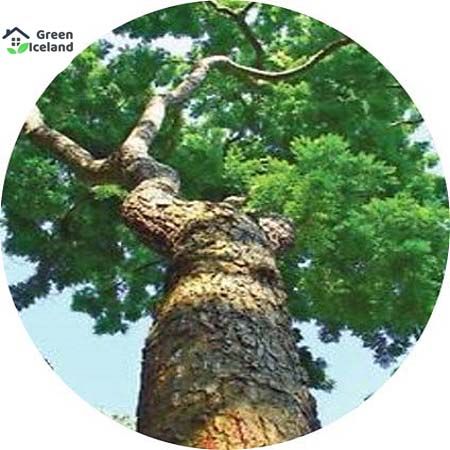 All Season Chambul Tree Seeds (চাম্বল গাছ বীজ) - 10 Pcs Seeds | Daraz ...