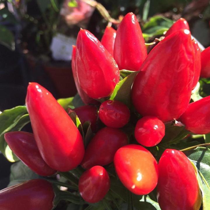 Indian Bullet Chili Hybrid Seeds For Tob/Terrace -100pcs (ইন্ডিয়ান ...