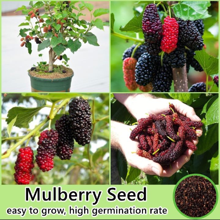 Sweet Red Black Malberry Seeds 20 + Seeds All Season | Daraz.com.bd
