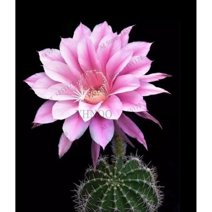 Colorful Lithops Seeds for Plants - 10 pcs | Daraz.com.bd