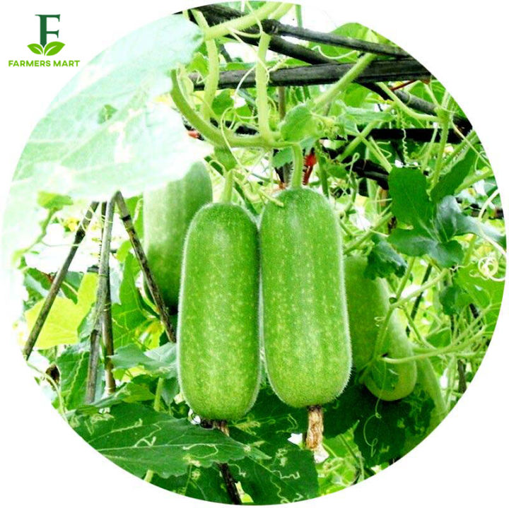 Chalkumra/Wax Gourd Seeds- Intact Packet | Daraz.com.bd