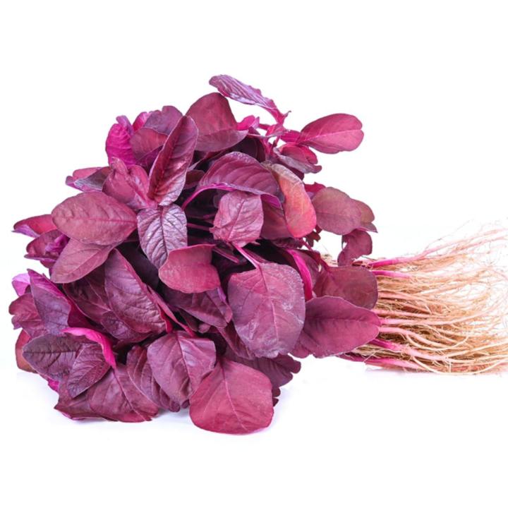 Lal Shak Seeds 0.1 gm Intact Packet for All Season | Daraz.com.bd