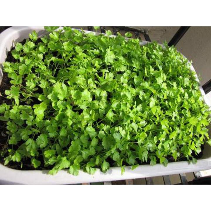 Dhoniya Pata Seed -30 gm | Daraz.com.bd