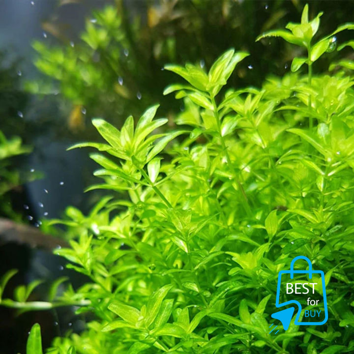 Aquarium Live Plant Micra Live Aquarium Plant Micra Water Plant Micra ...