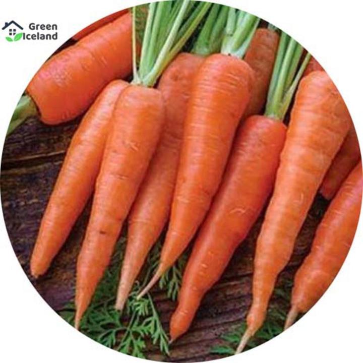 Carrot seeds (carrot seeds) - 100 pce seeds | Daraz.com.bd