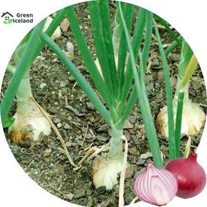 Red Onion Seeds - 70 Pcs Seeds | Daraz.com.bd