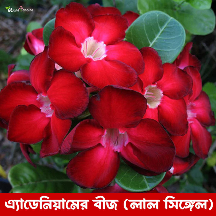 Adenium Seeds 6 Pice (red color) | Daraz.com.bd