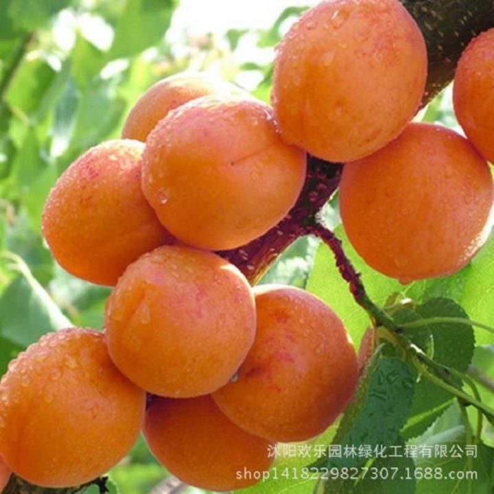Apricot Fruit Tree Seeds - 5 pcs Imported seeds | Daraz.com.bd