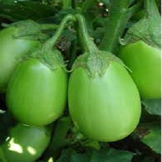 High Quality Fast Grown Round Bringel / Begun Repack of Seeds 150+ Pis ...