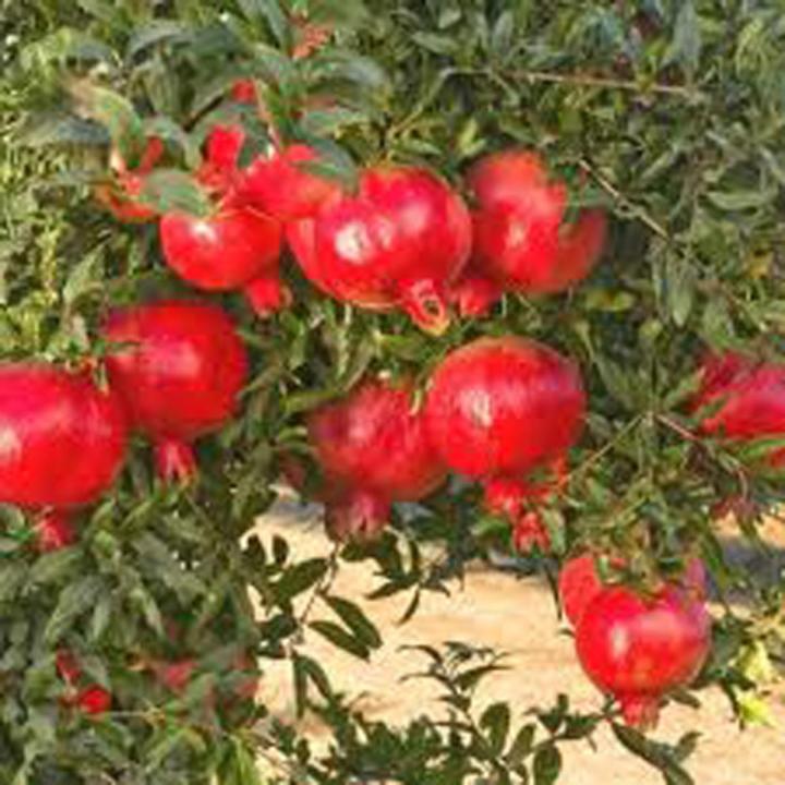 Bedana Fruit Densly Productive Tree Seeds -10 Pcs (বেদানা বীজ) | Daraz ...