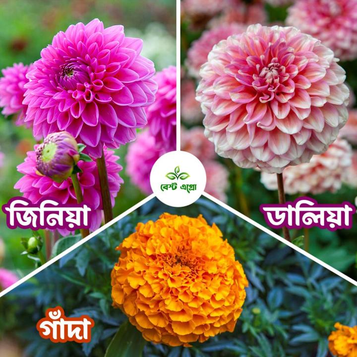 Progressive - 3 type of popular flower seeds 18 Pcs combo pack (Daliha ...