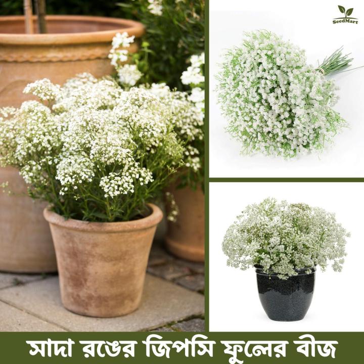 All season Gypsy flower seed 22 pice + gift | Daraz.com.bd