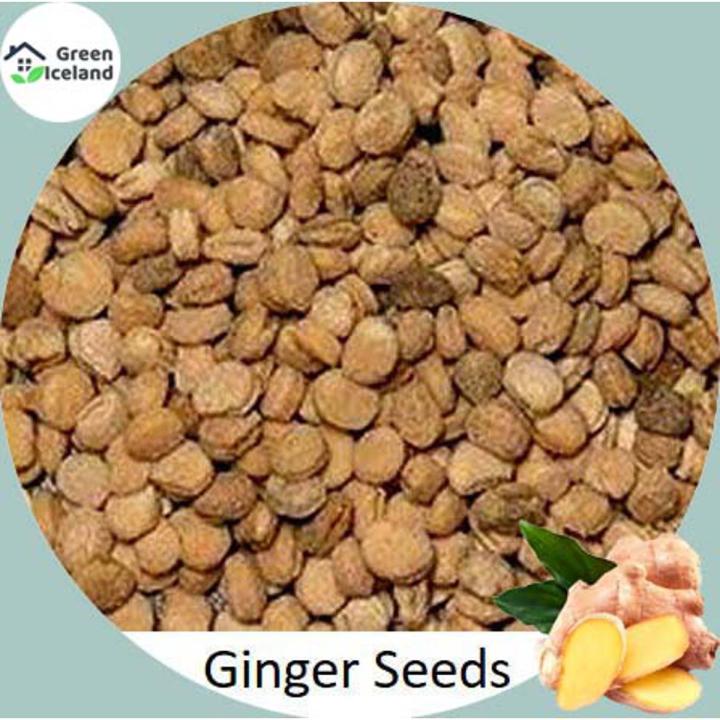 All Seoson Rare Ginger Seeds - 20 Pcs Seeds | Daraz.com.bd