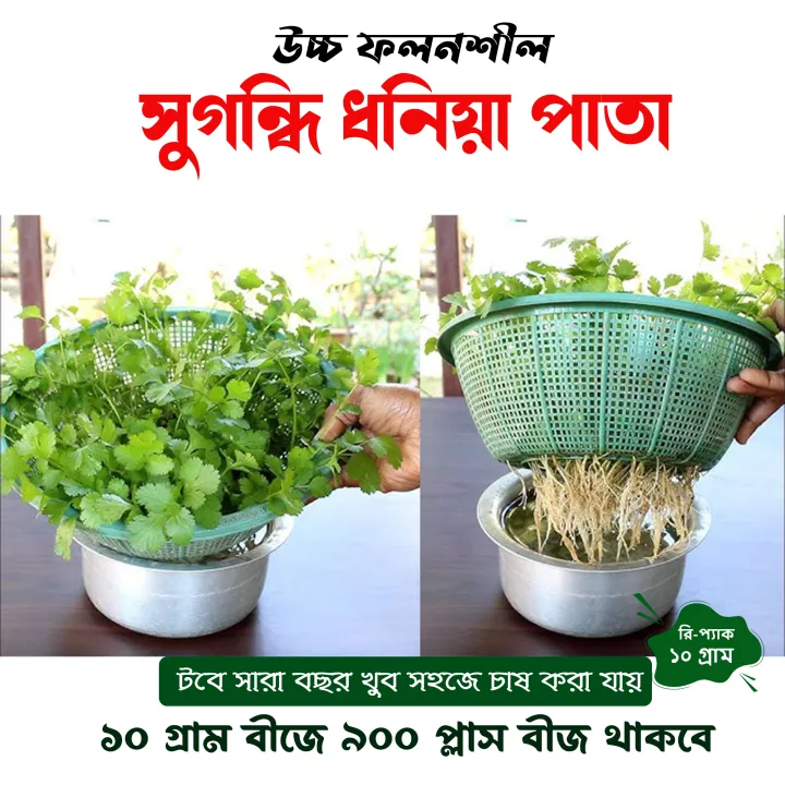 Hybrid Dhoniya Pata Bij 900+ Seeds Re-Pack | Daraz.com.bd