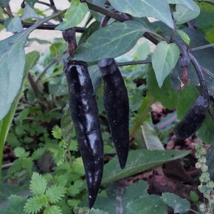 Pepper Seeds Black Cobra Peppers Chili Rare Vegetable For Home Garden ...