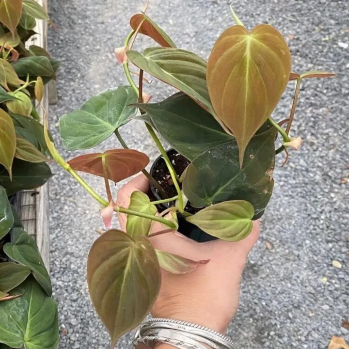 Philodendron Mican purple heart leaf indoor and outdoor houseplant with ...