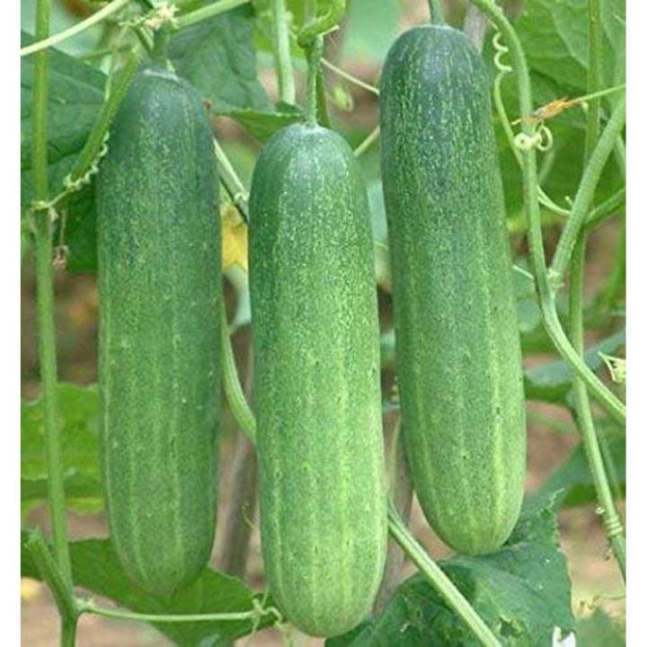 All Season Desi Cucumber Seeds - 2 Packet | Daraz.com.bd