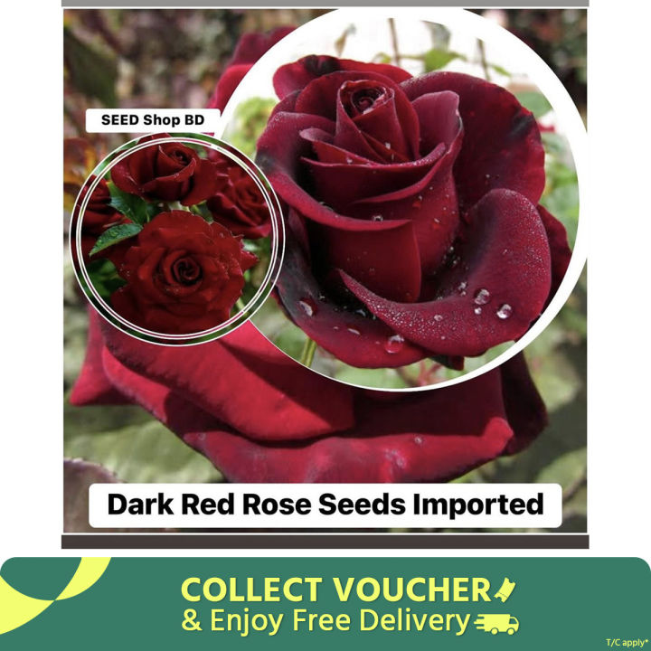 DARK Red Rose Seeds IMPORTED -30 pcs | Daraz.com.bd
