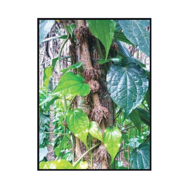 Chui Jhal - 1Kgm(Piper Chaba) | Daraz.com.bd