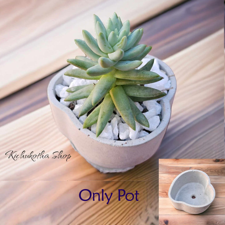 Love Shape Mini Plant Pot For Cactus Succulent and other mini plant ...