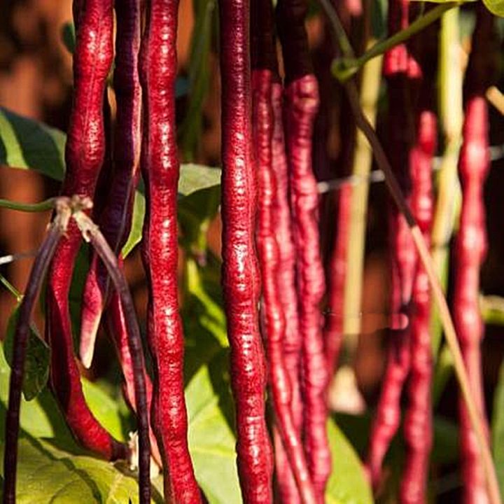 Bismillah Seeds Lal Borboti Seeds 1gm Pack | Daraz.com.bd