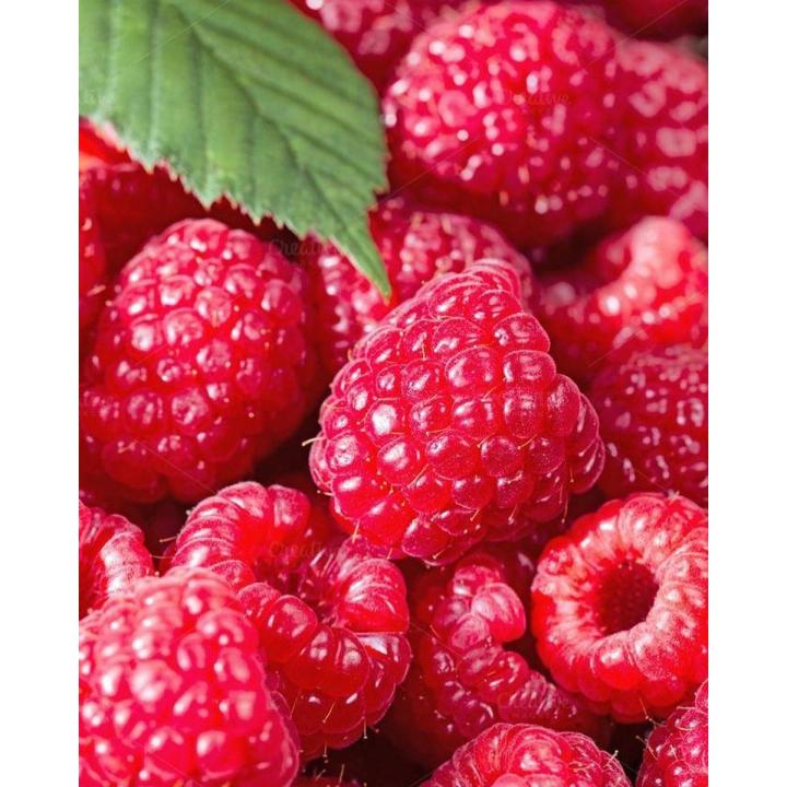 100 Pcs Global Giant Raspberry Fruit Tree Seeds | Daraz.com.bd