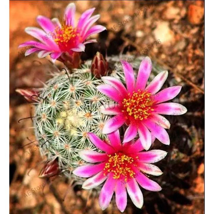 Colorful Lithops Seeds for Plants, Pseudotruncatella ( D-21 ) - 10 pcs ...