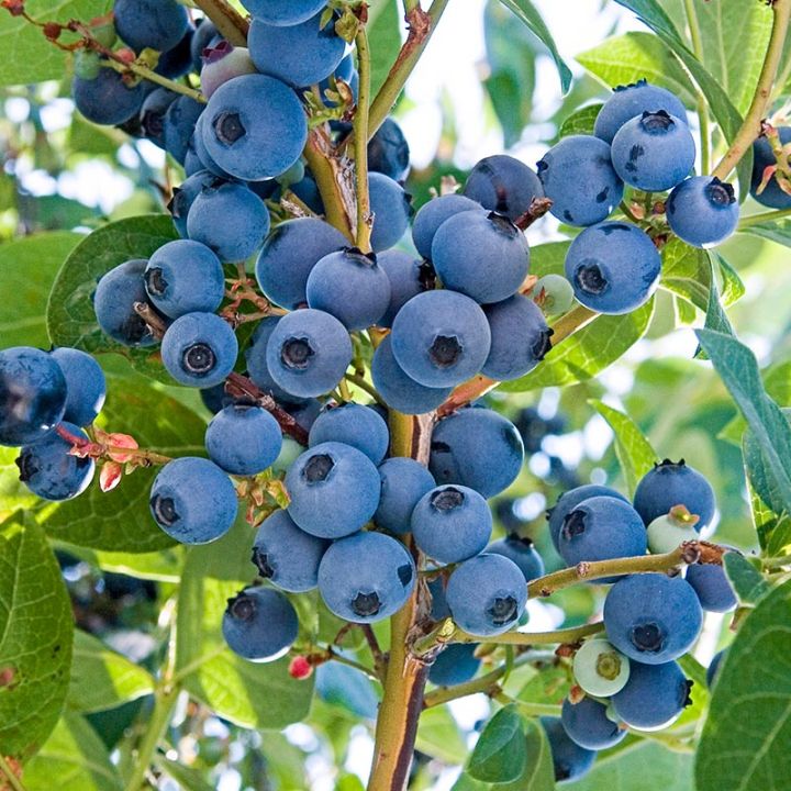 Imported Sweet Blueberry Seeds - 10 Pcs Seeds | Daraz.com.bd