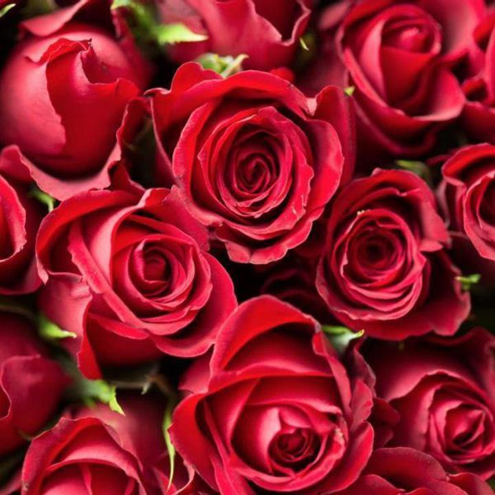 Roses Flower Seeds - 20 Pcs Seeds (All Season) | Daraz.com.bd