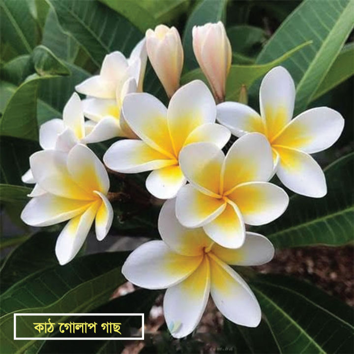 Kath Golap Plants / Plumeria Yellow Colour -without Pot | Daraz.com.bd