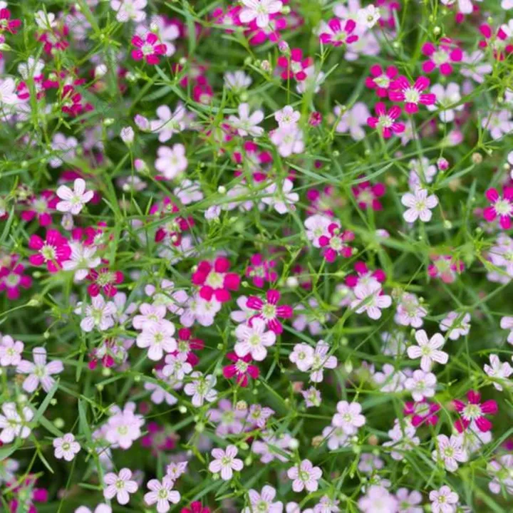 Multicolor Gypsy Flower Seeds 0.1gm Re-Pack | Daraz.com.bd