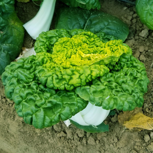 Green Yellow Cabbage Seed 40 Pcs | Daraz.com.bd