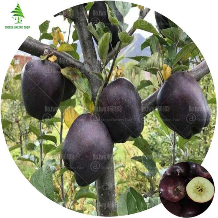 20 Pcs Black diamond apple Seeds | Daraz.com.bd
