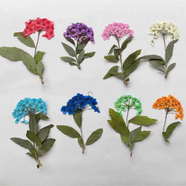 RHS Online 12PCS Narcissus Dried Flowers Natural Floral DIY Crafts ...