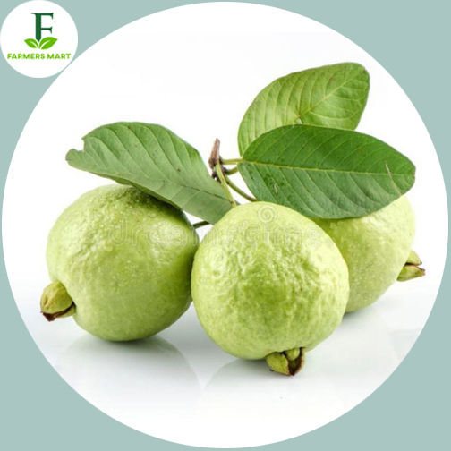 20 Pcs Hybrid F1 Guava Seeds (পেয়ারা বীজ) - 20 Pcs Seeds | Daraz.com.bd