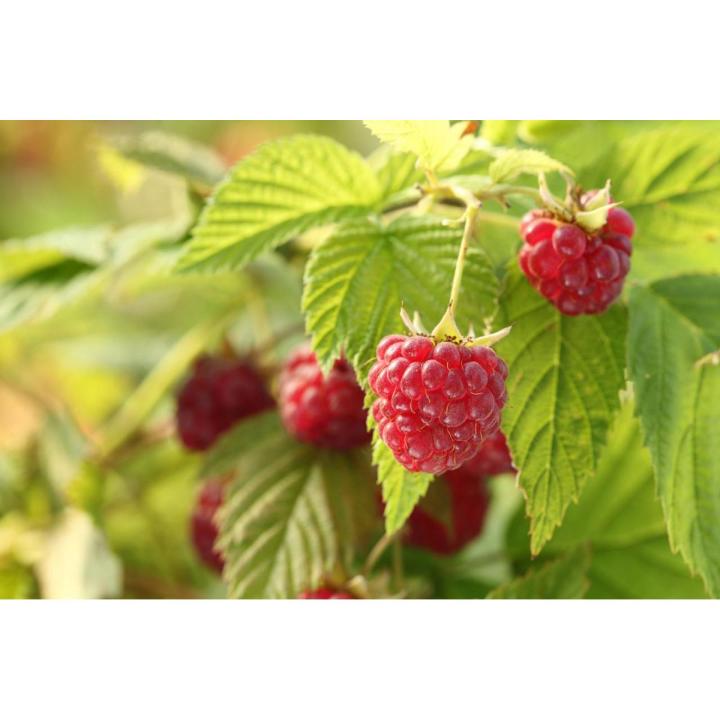 Raspberry plants Big Raspberry Fruit Wild Strawberry Tree plants ...