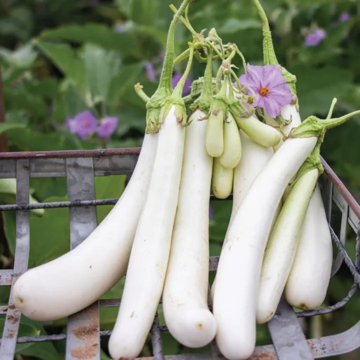 সাদা লম্বা বেগুন White Long Eggplant Seed - 15+ Seeds | Daraz.com.bd