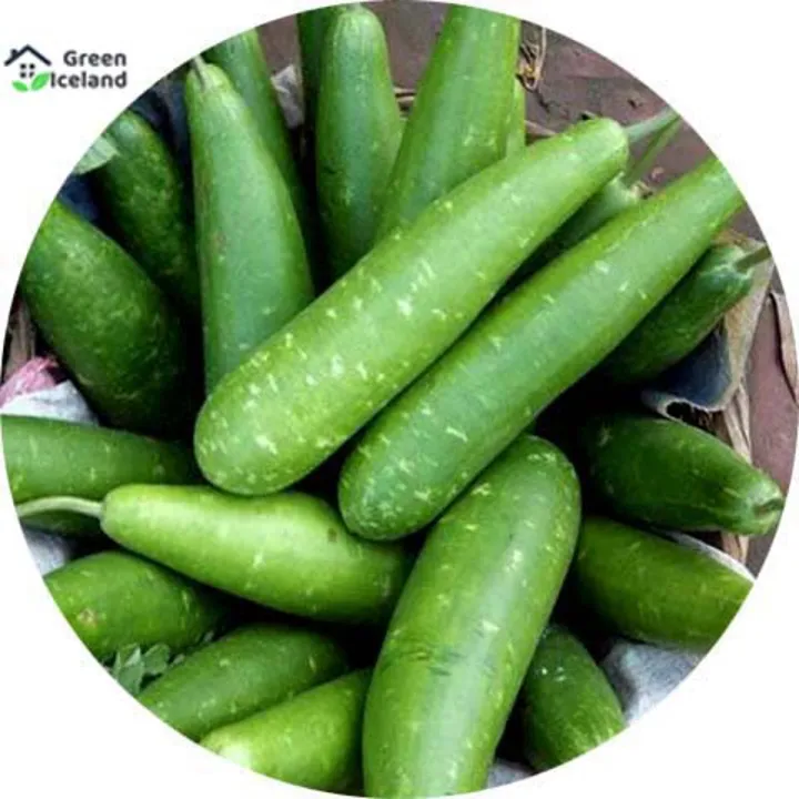 Hybrid F1 Long Gourd / Lau Seeds - 10 Pcs Seeds | Daraz.com.bd