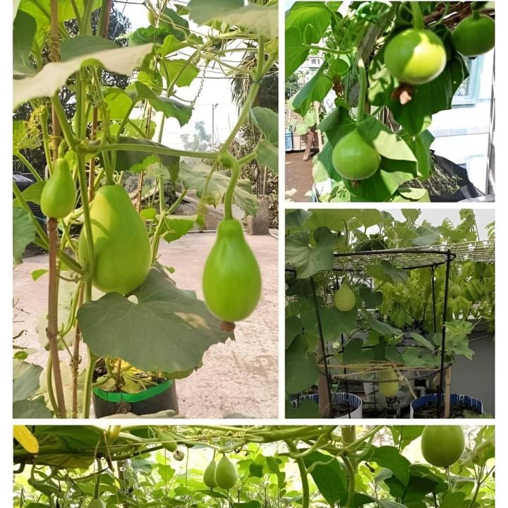 Bindu Lau Seeds/ Big Size Round Gourd / Lau Seeds - 22 Pcs Seeds ...