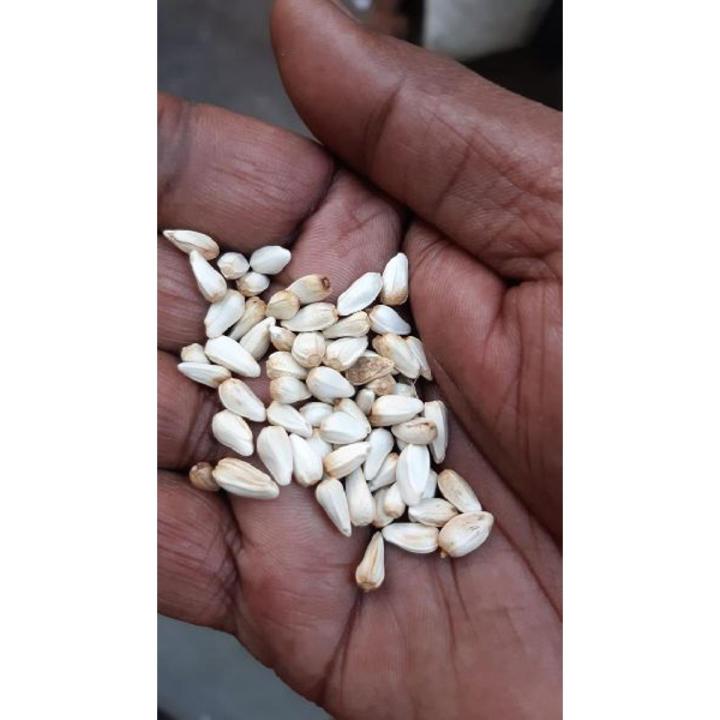 Kushum flower seeds/Safflower Seeds 1kg (birds food) | Daraz.com.bd