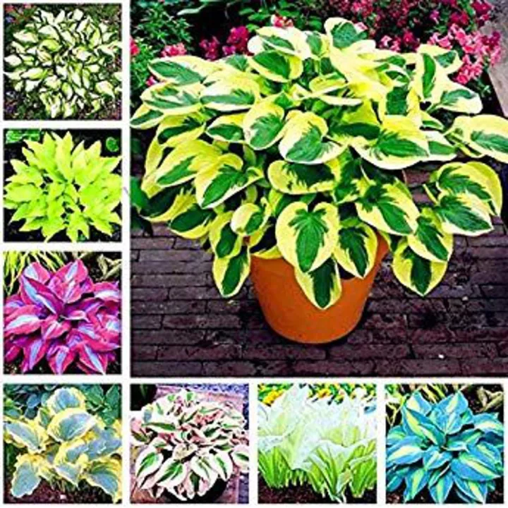 Beautiful Hosta Plants Perennials Lily Flower Shade Hosta Flower Grass ...