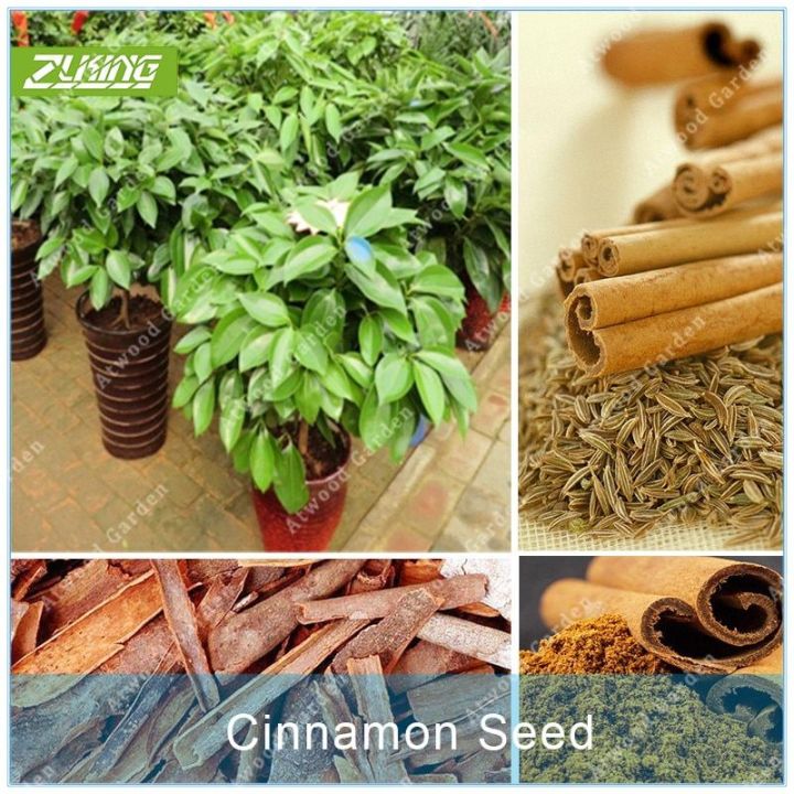 Japanese Cinnamon Bonsai Seeds - 10 Pcs Seeds | Daraz.com.bd