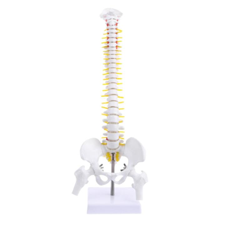 45Cm Flexible 1:1 Adult Lumbar Bend Spine Model Humans Skeleton Model ...