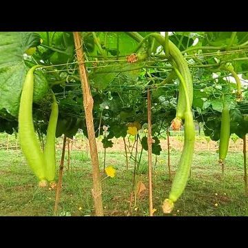 Dhundal Seeds 10 pcs( green color) | Daraz.com.bd