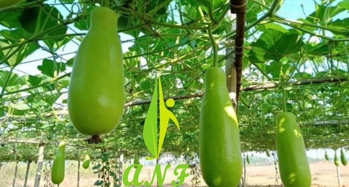 Hybrid F1 Long Gourd / Lau Seeds - 10 Pcs Seeds | Daraz.com.bd