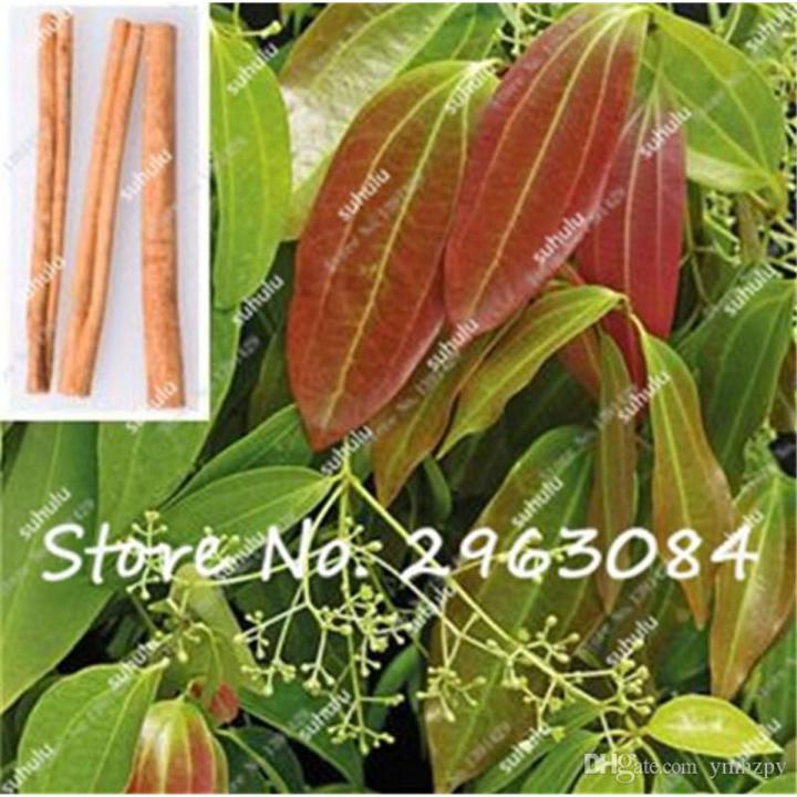 5 Pcs Japanese Cinnamon Seeds best Home Garden Plant Very Easy Grow ...