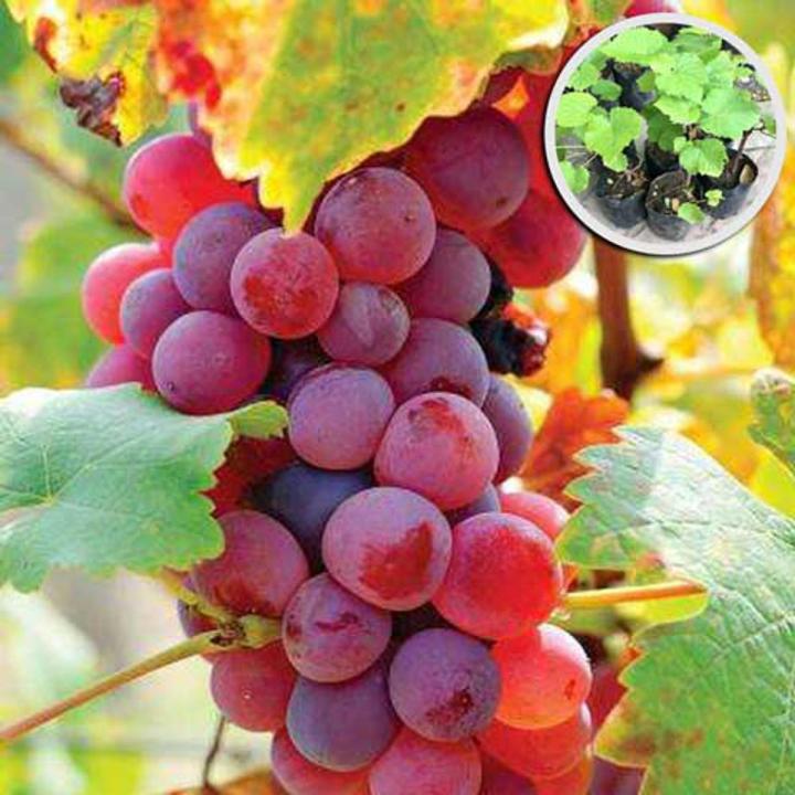 All season red grape seed (seed) -20 pieces seed | Daraz.com.bd