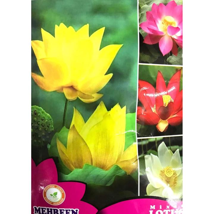 4 Pcs Lotus Seeds Aquatic Plants Multicolor | Daraz.com.bd