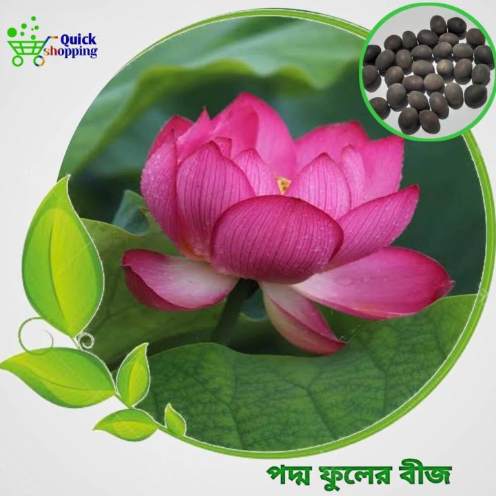 All Season Multicolor Lotus Flowers Seeds 9 Pis + Gift | Daraz.com.bd