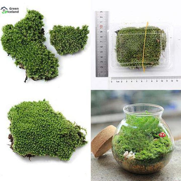 20 Pcs Organic Micro Landscape Moss Plants Seeds | Daraz.com.bd